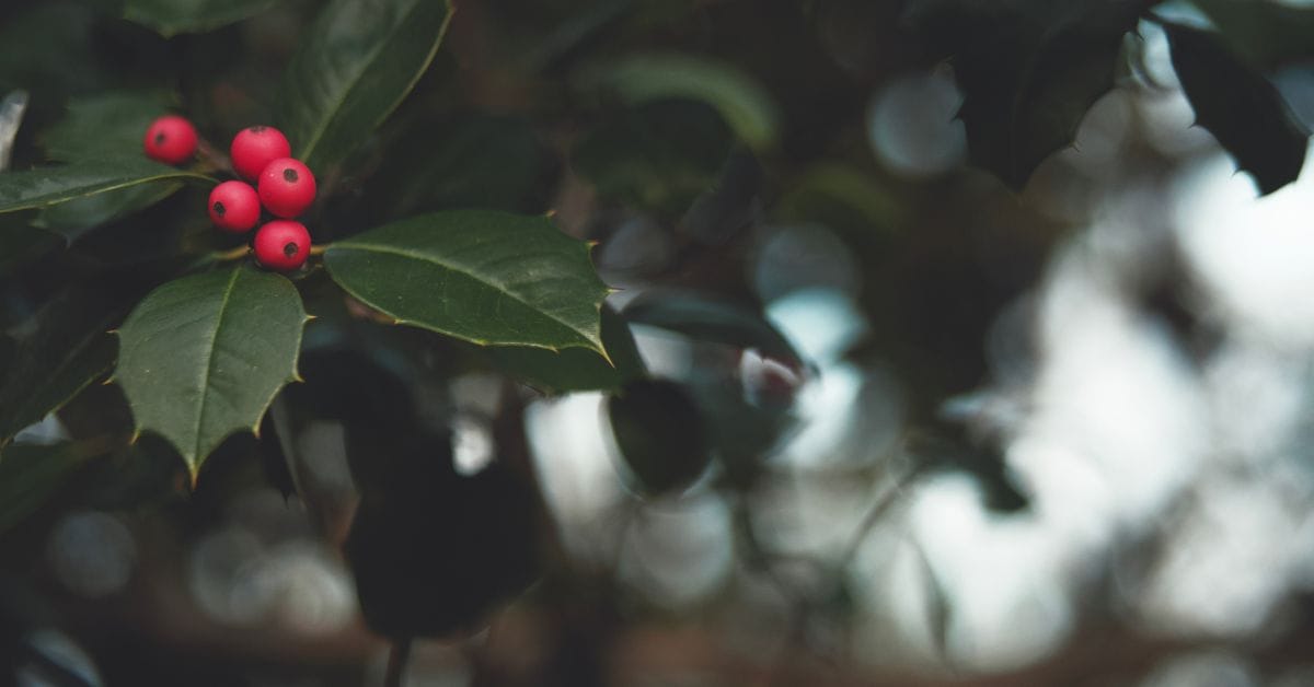 Holiday Landscaping: How to Create Your Festive Outdoor Space!